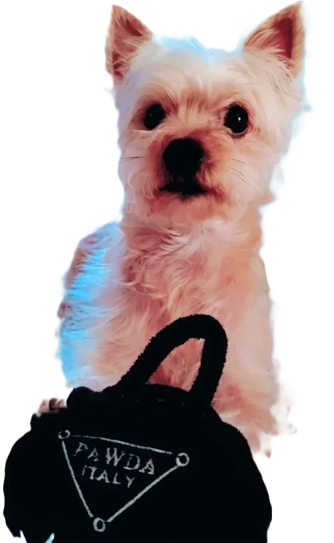 Honorary Ambassadog Beyla Shares Sight Loss Journey – Blinded Veterans ...