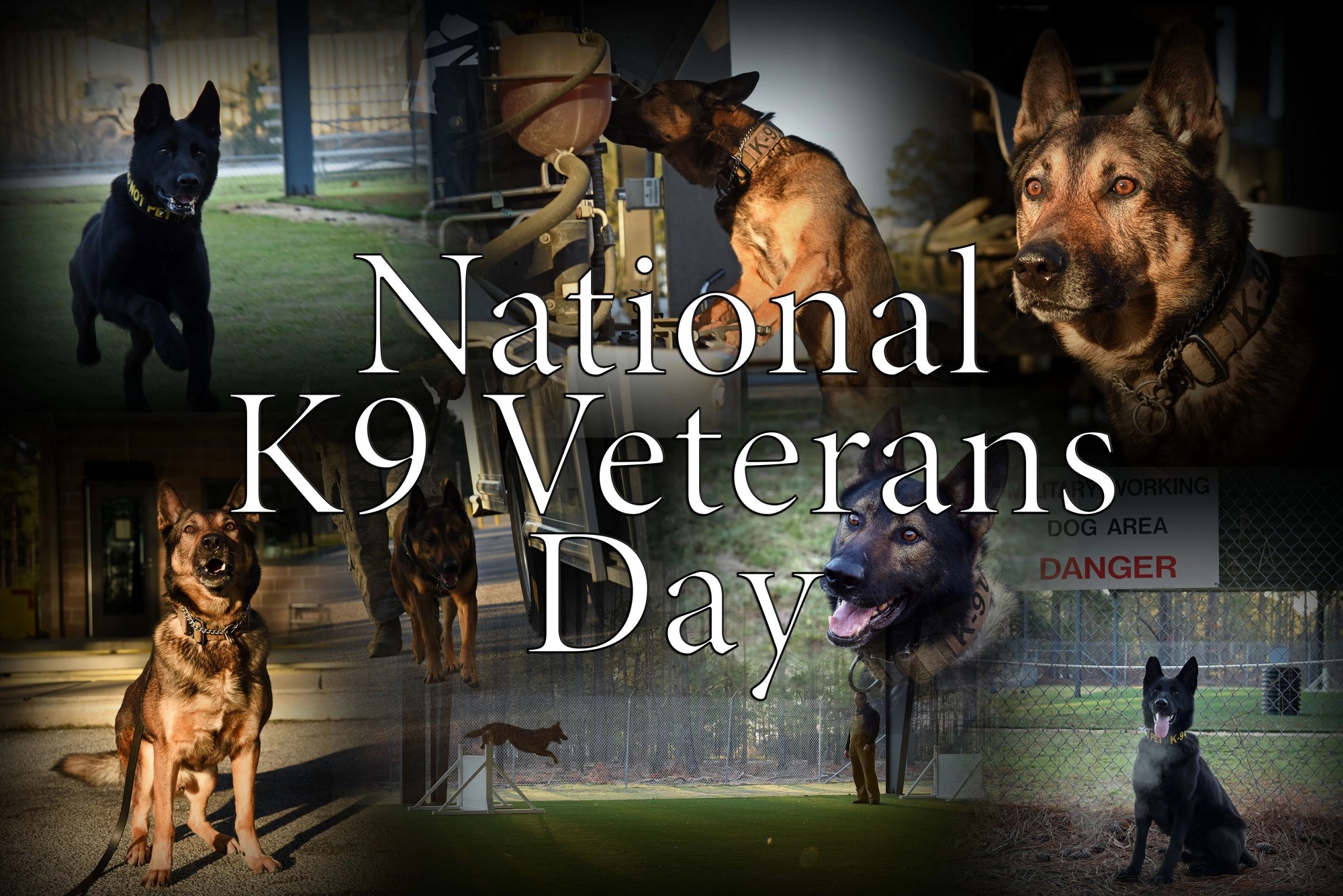 Celebrating Next Week’s National K9 Veterans Day – Blinded Veterans ...